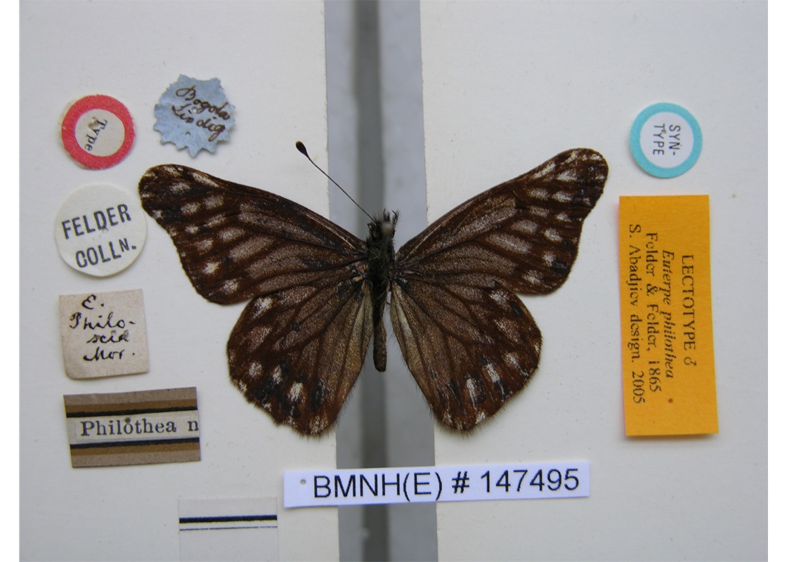 Archonias philothea (type specimens)