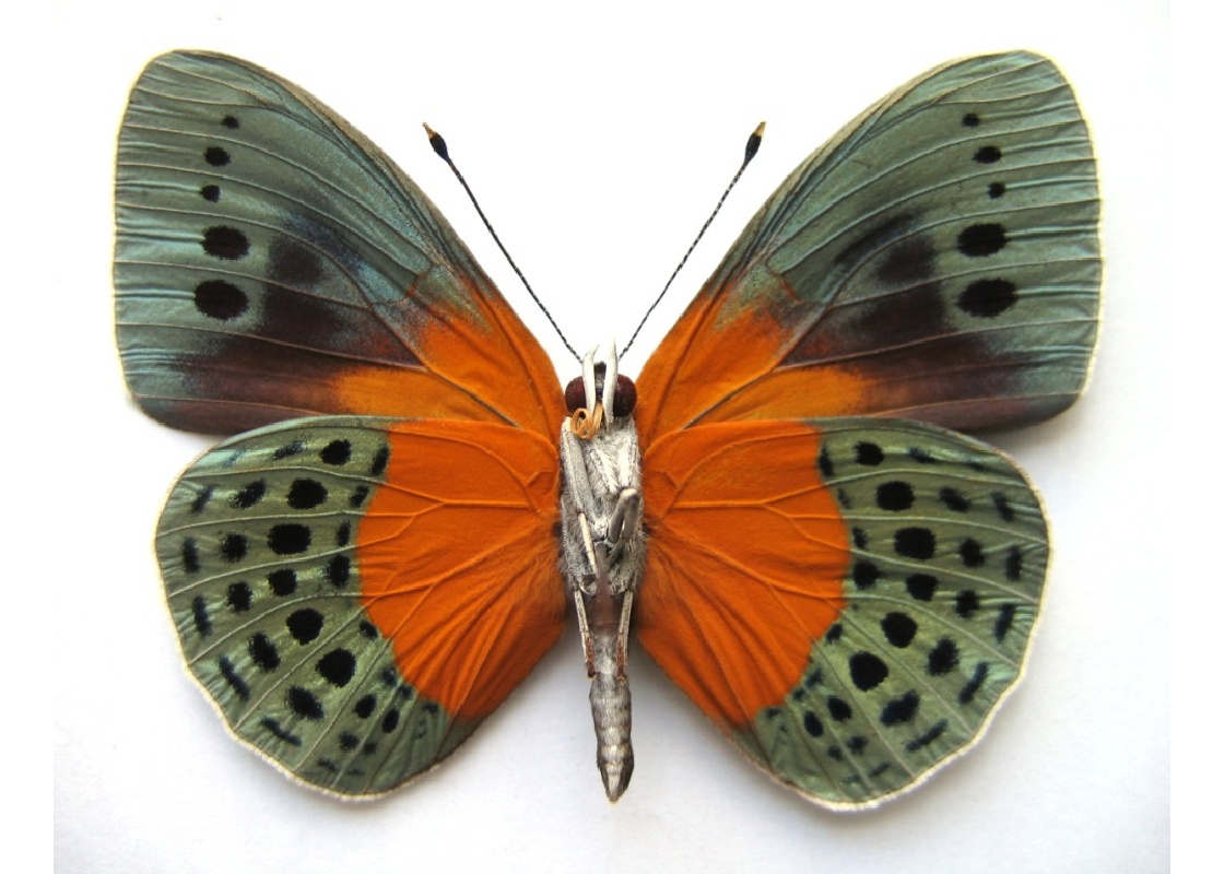 Asterope degandii caelestis (type specimens)