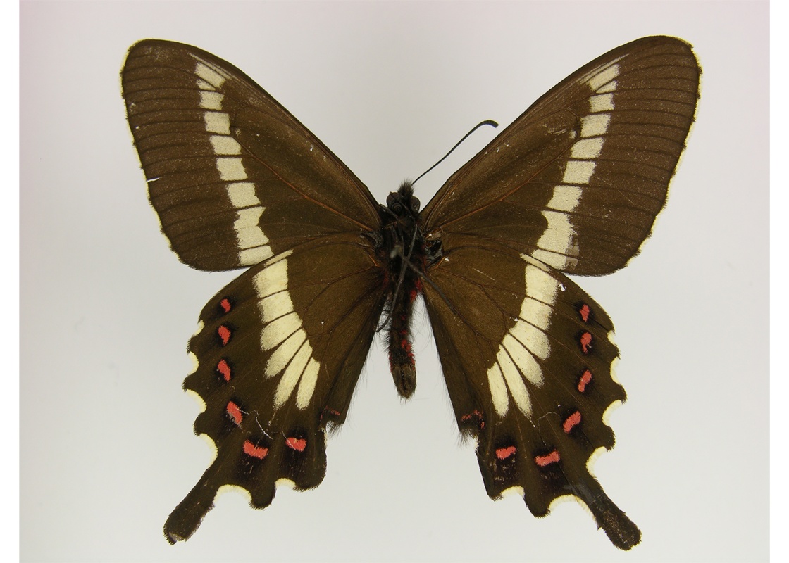 Parides p. phalaecus SYNTYPE, TL: Ecuador, [BMNH]