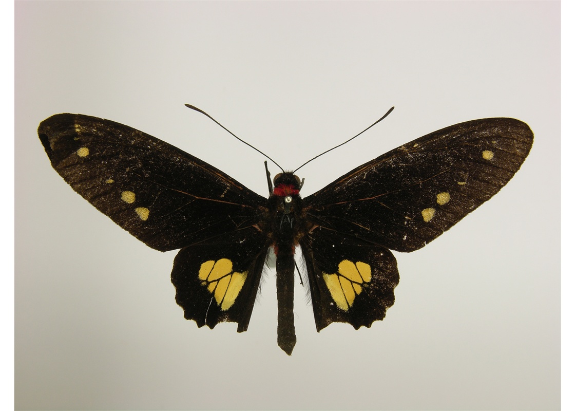 Parides c. chabrias (type specimens)