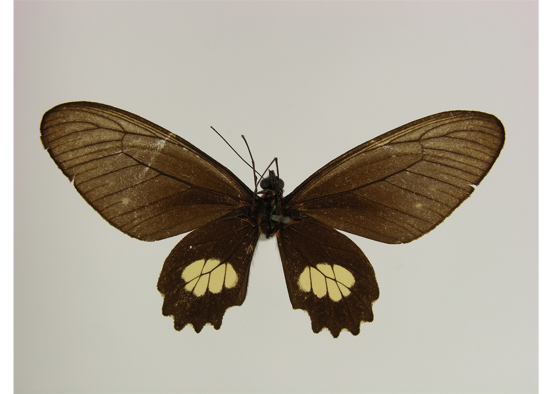 Parides c. chabrias (type specimens)