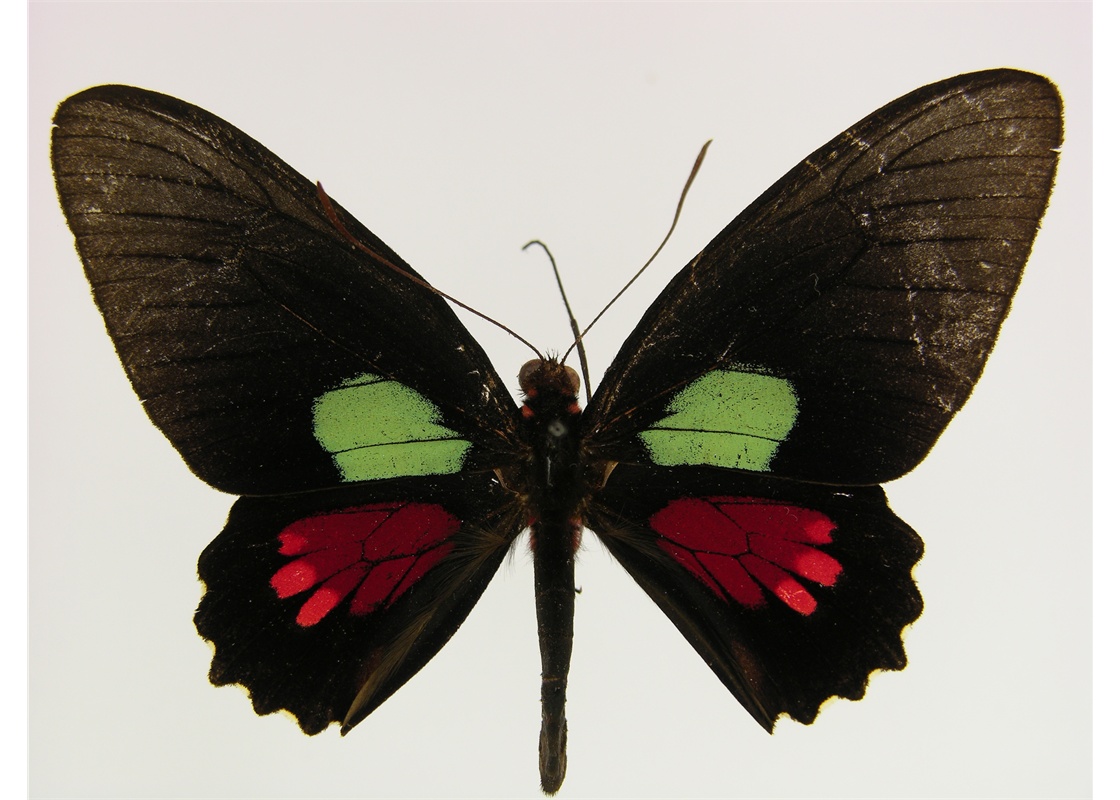 Parides aeneas damis (type specimens)