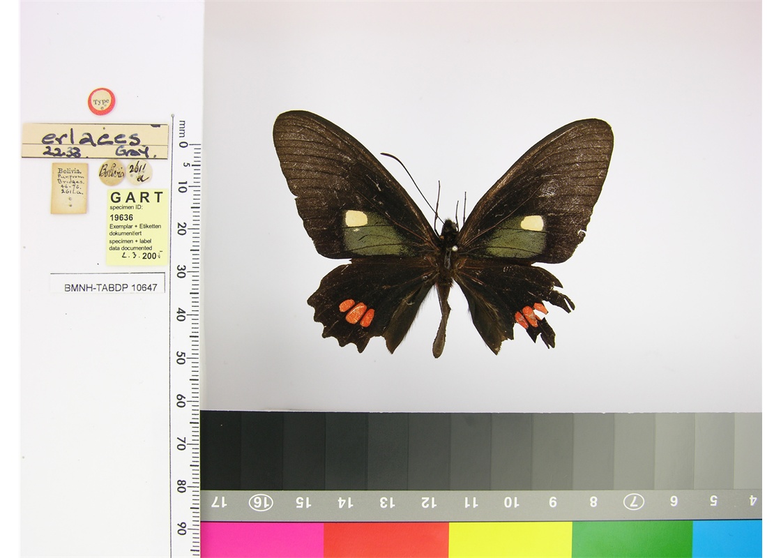 Parides erithalion erlaces (type specimens)