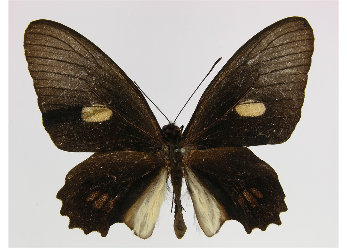Parides erithalion erlaces (type specimens)