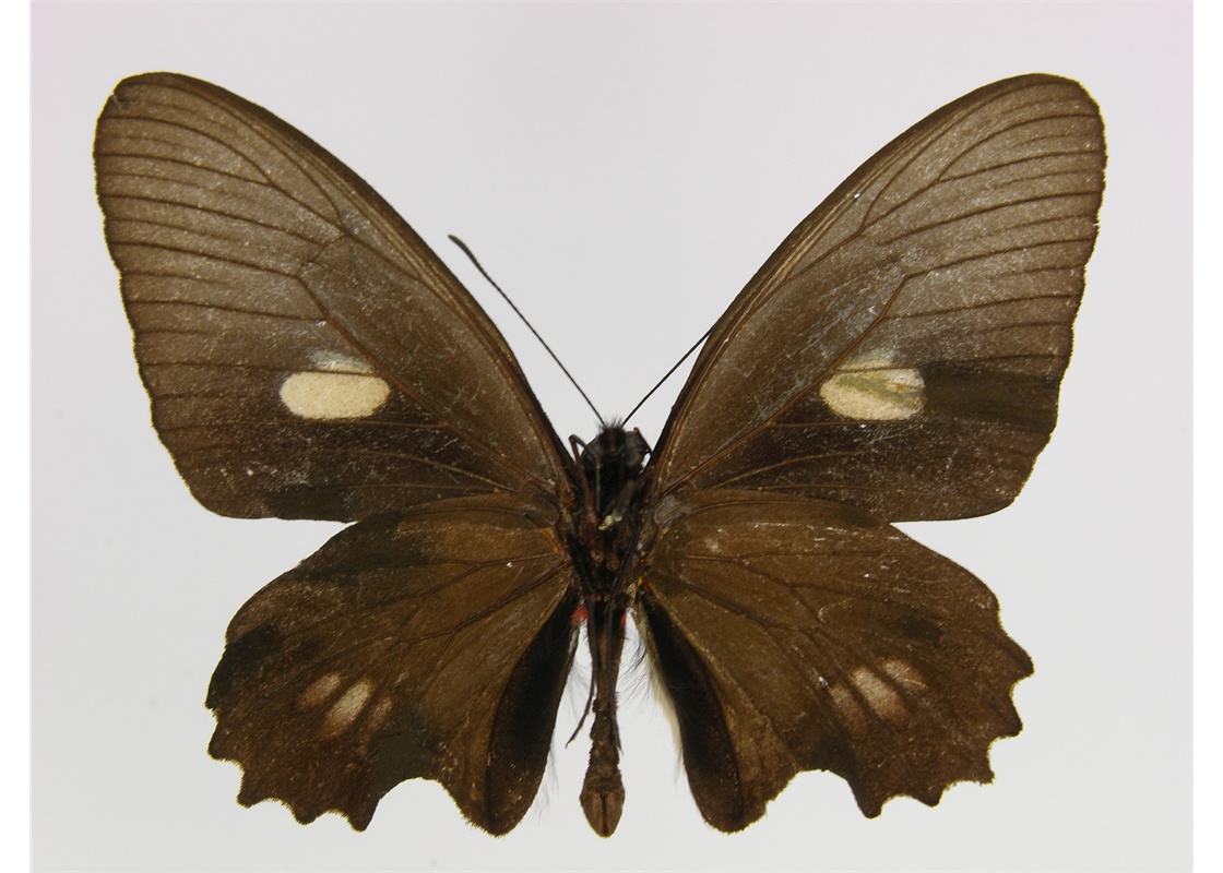 Parides erithalion erlaces (type specimens)