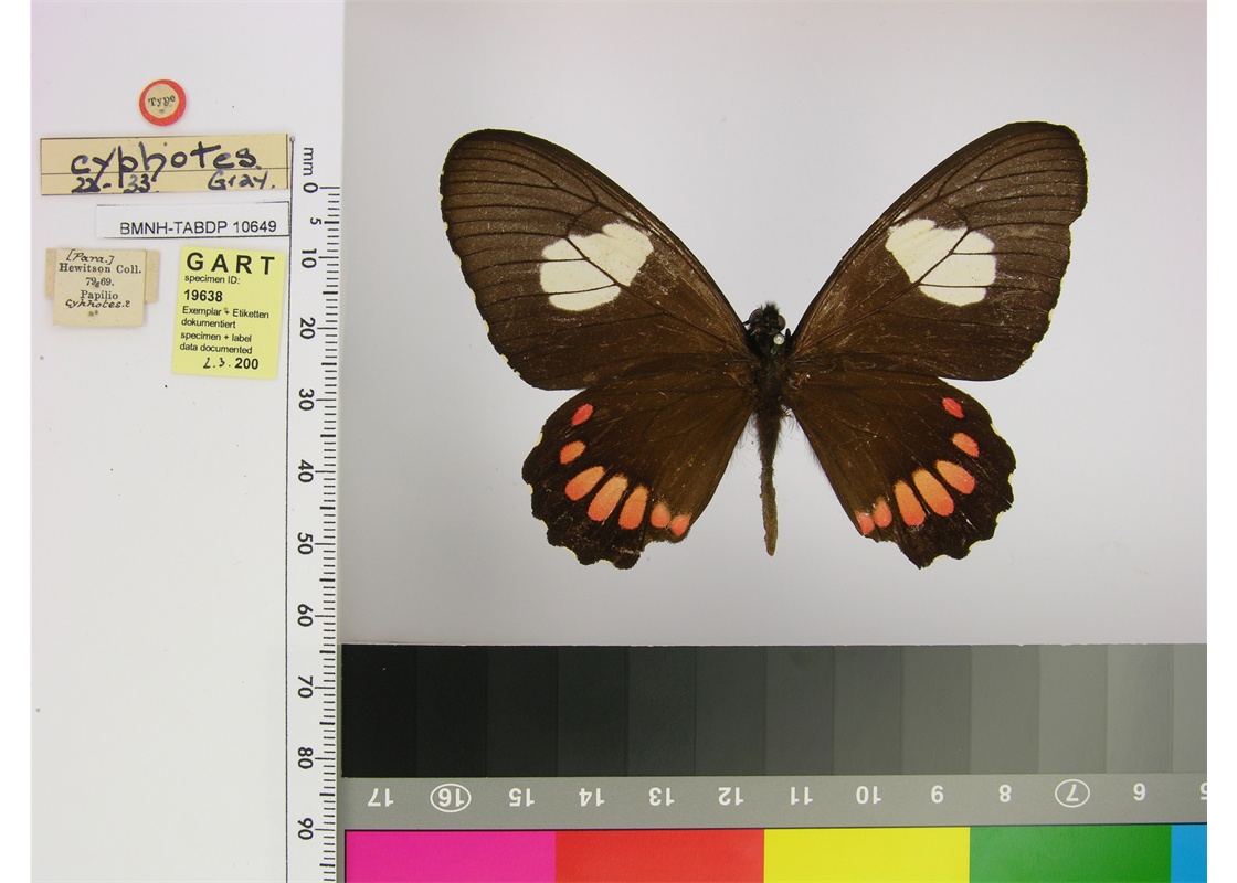 Parides erithalion erlaces (type specimens)