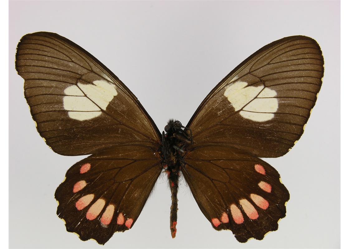 Parides erithalion erlaces (type specimens)