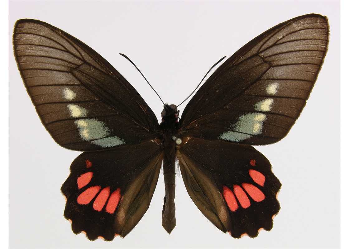 Parides aglaope ecaudatus (type specimens)