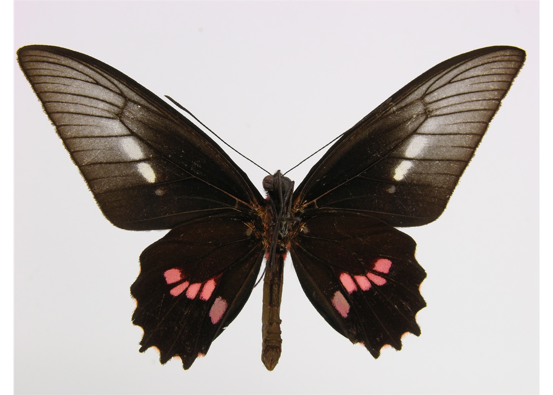 Parides neophilus ecbolius (type specimens)