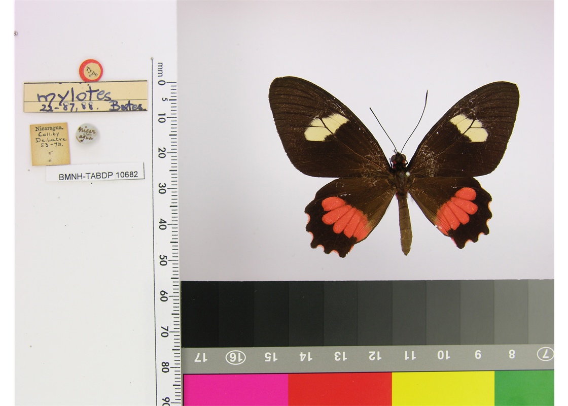 Parides eurimedes mylotes (type specimens)