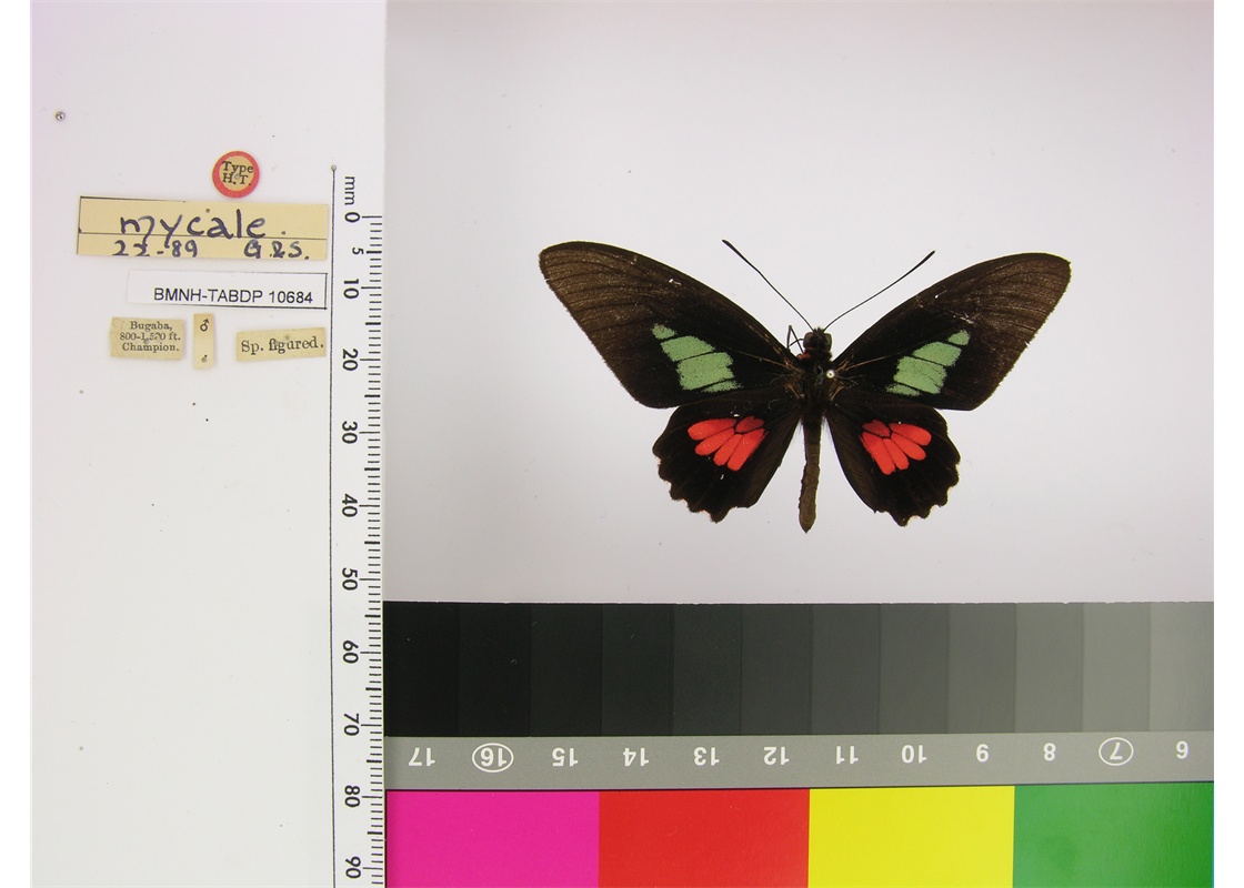 Parides eurimedes mycale (type specimens)