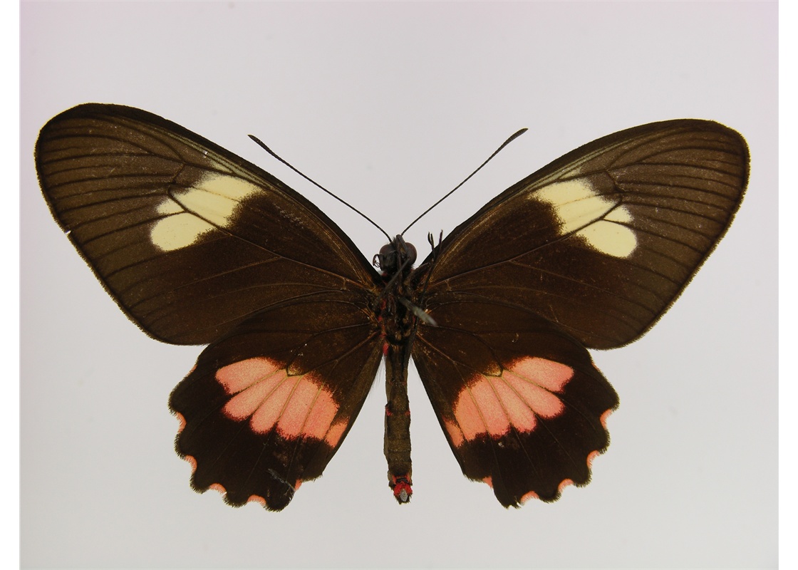 Parides eurimedes mycale (type specimens)