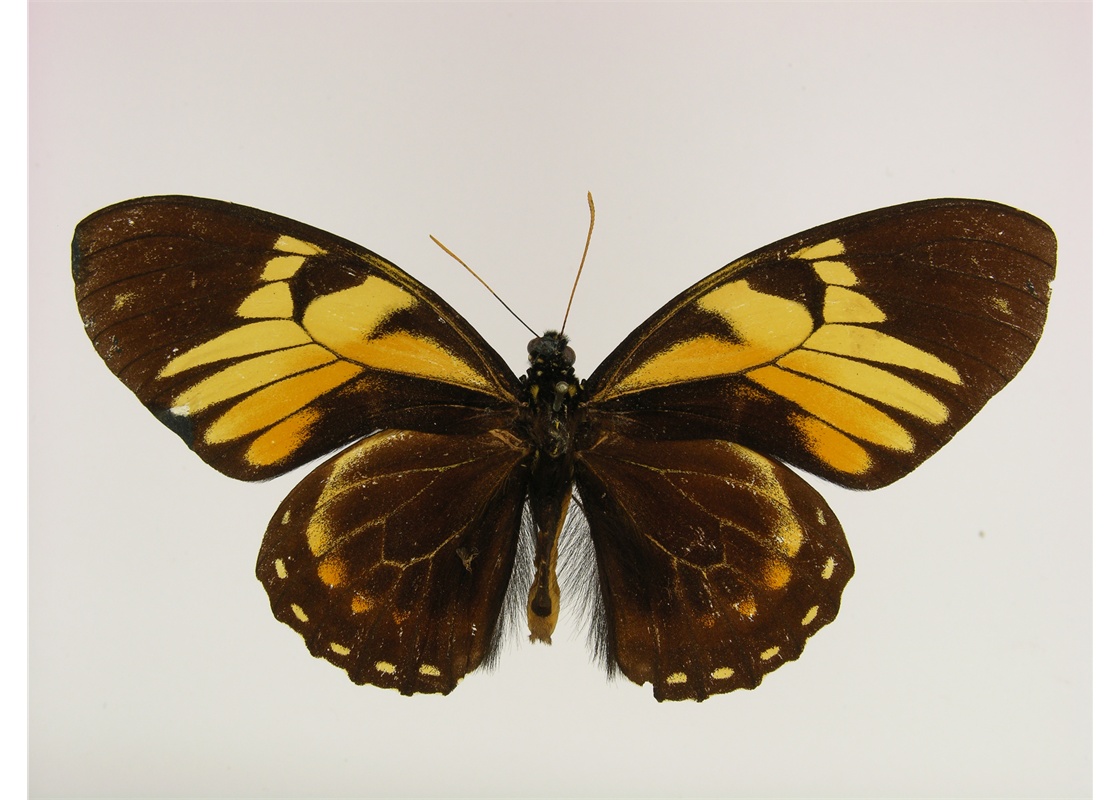 Pterourus b. bachus (type specimens)