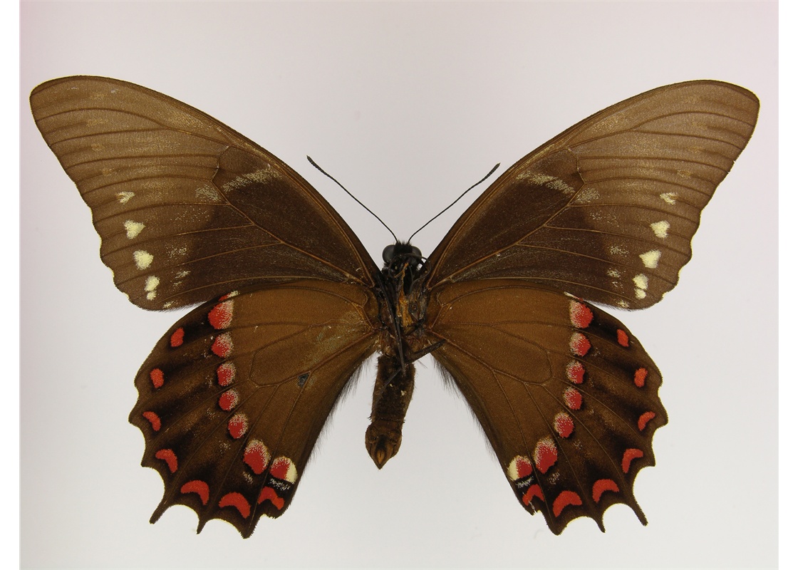 Pterourus menatius cleotas (type specimens)