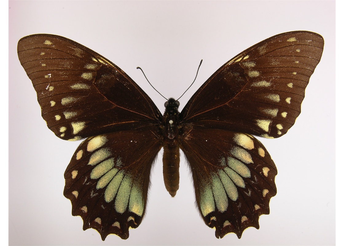 Pterourus menatius laetitia (type specimens, page 1)