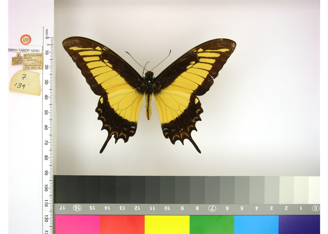 Heraclides androgeus epidaurus (type specimens)