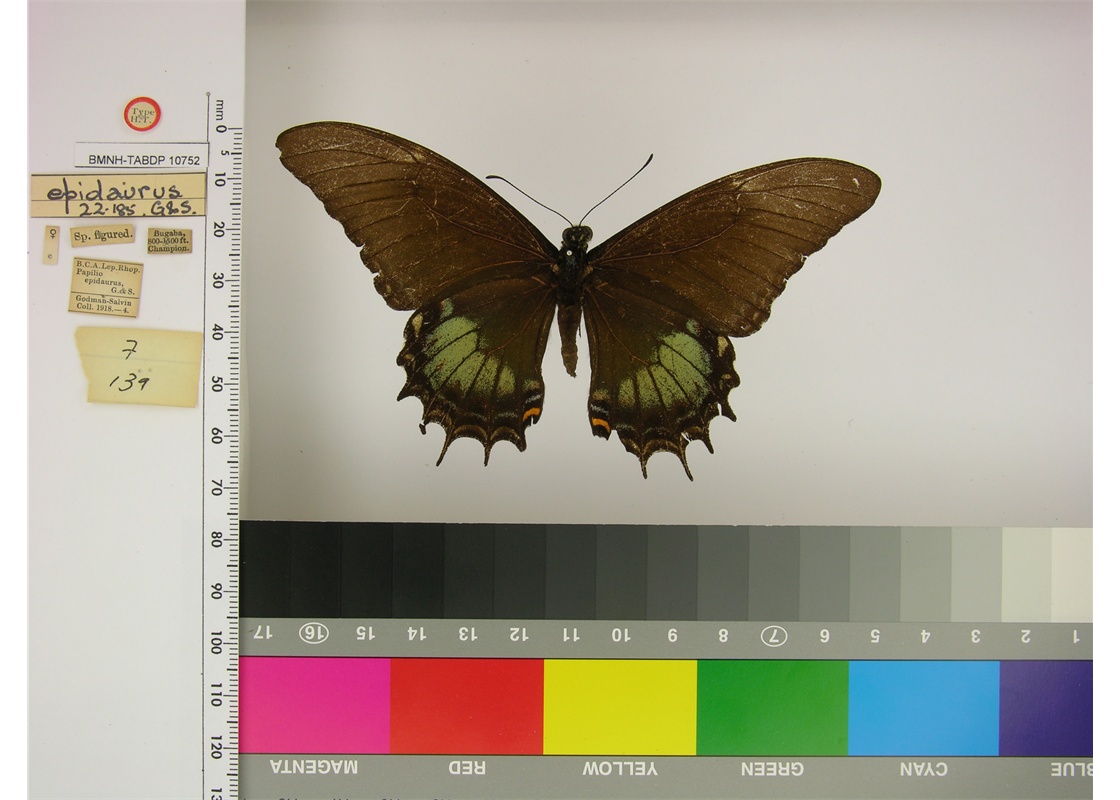 Heraclides androgeus epidaurus (type specimens)