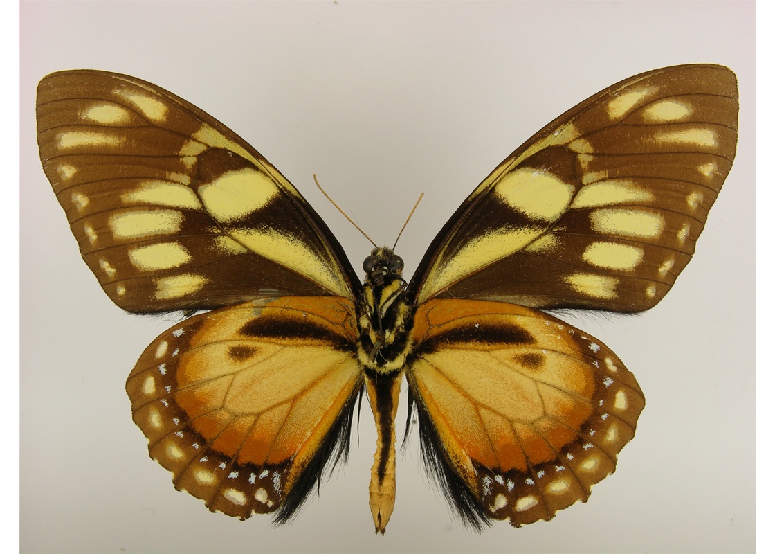 Pterourus ascolius rosenbergi (type specimens)