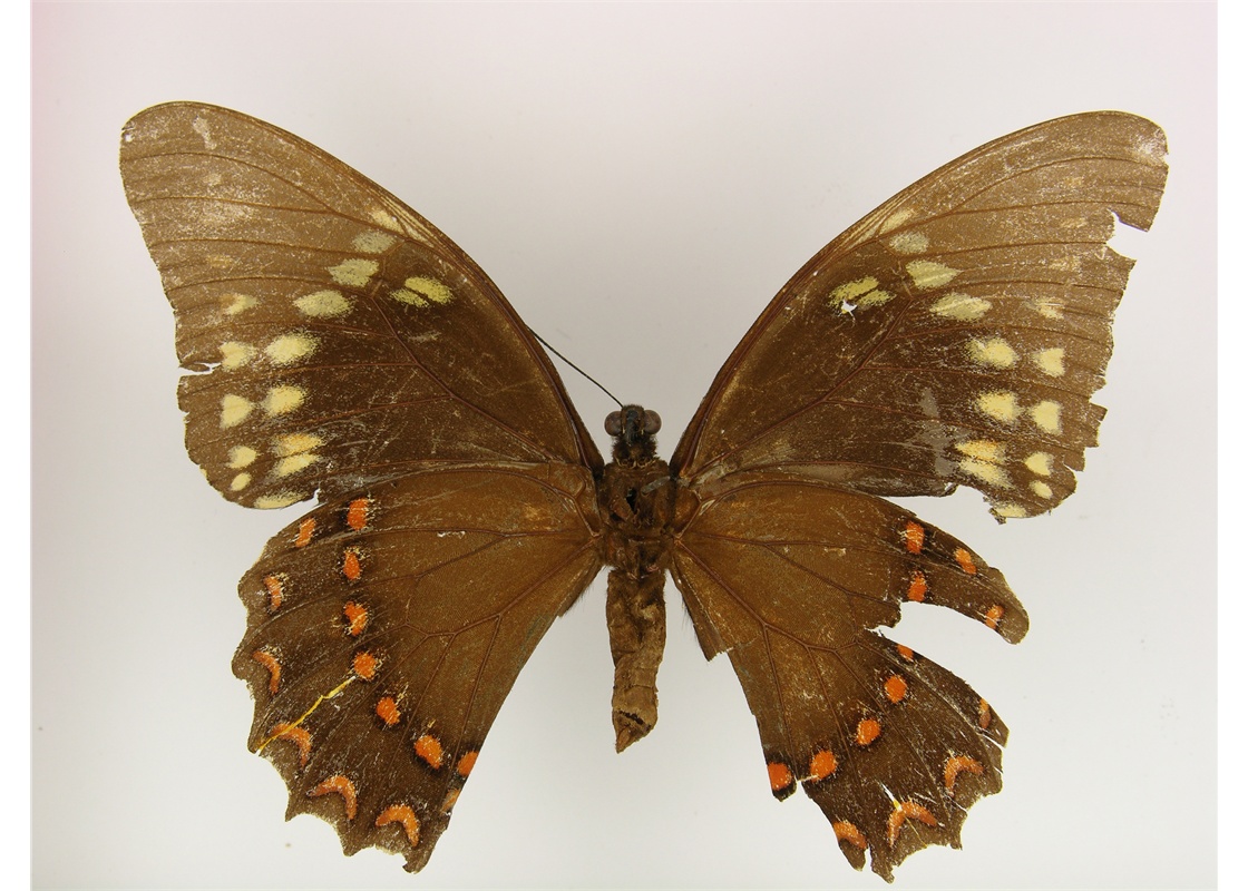 Pterourus v. victorinus (type specimens)