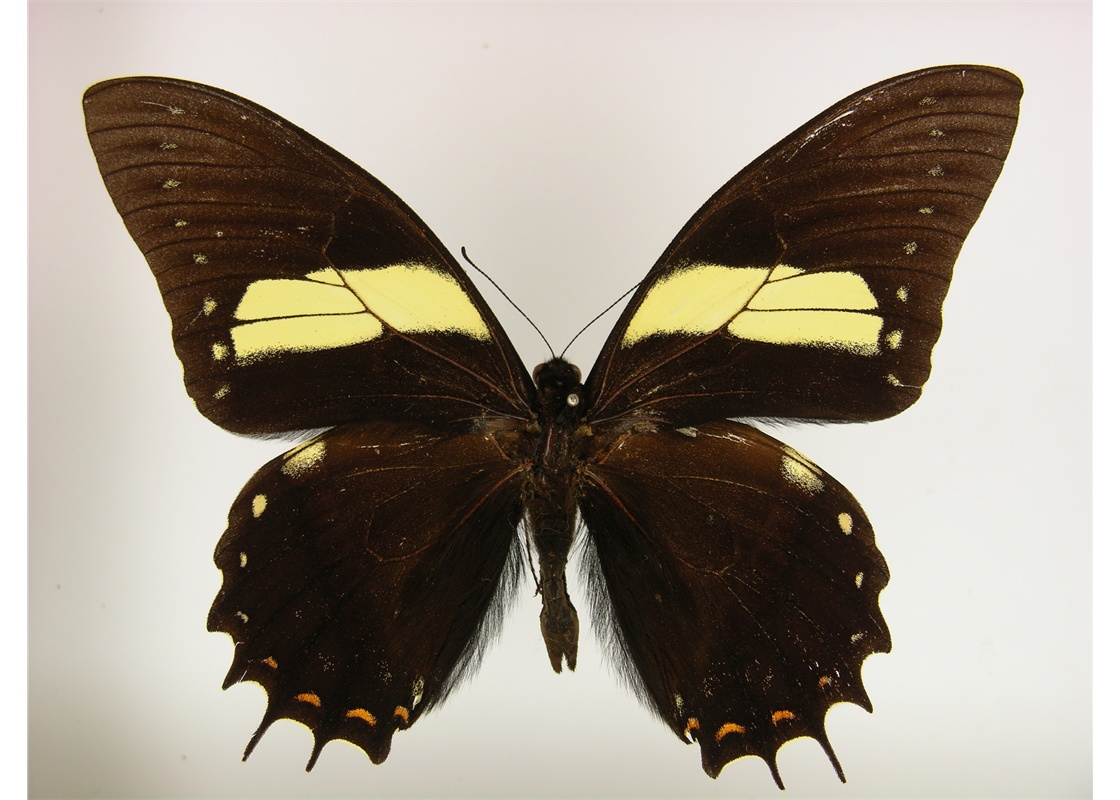 Pterourus menatius eurotas (type specimens)