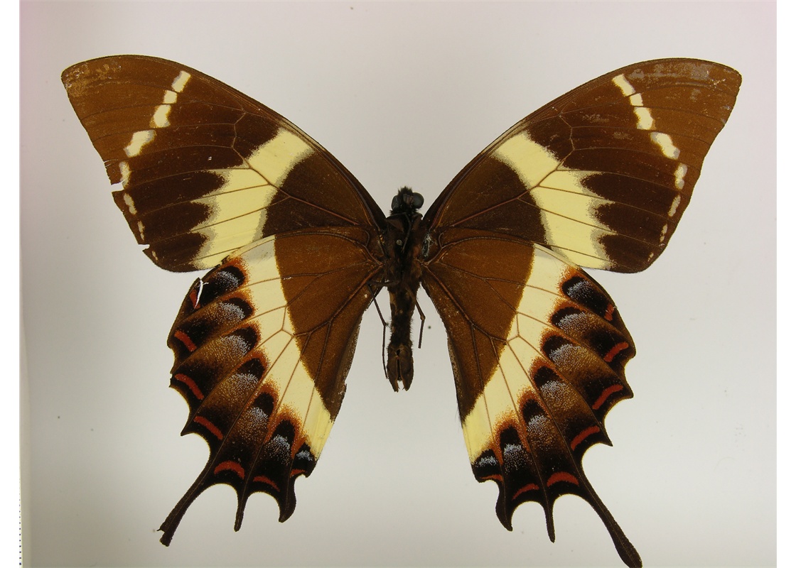 Pterourus garamas syedra (type specimens)