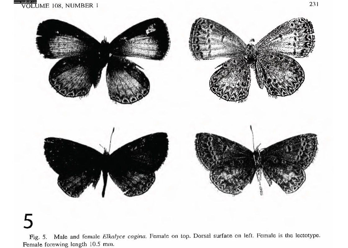 Elkalyce cogina (type specimens)