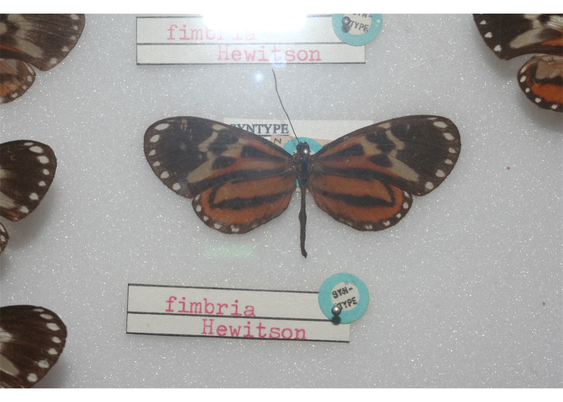 Hypothyris ninonia fimbria (type specimens)