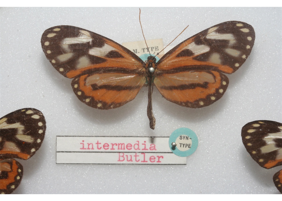 Hypothyris euclea intermedia (type specimens)