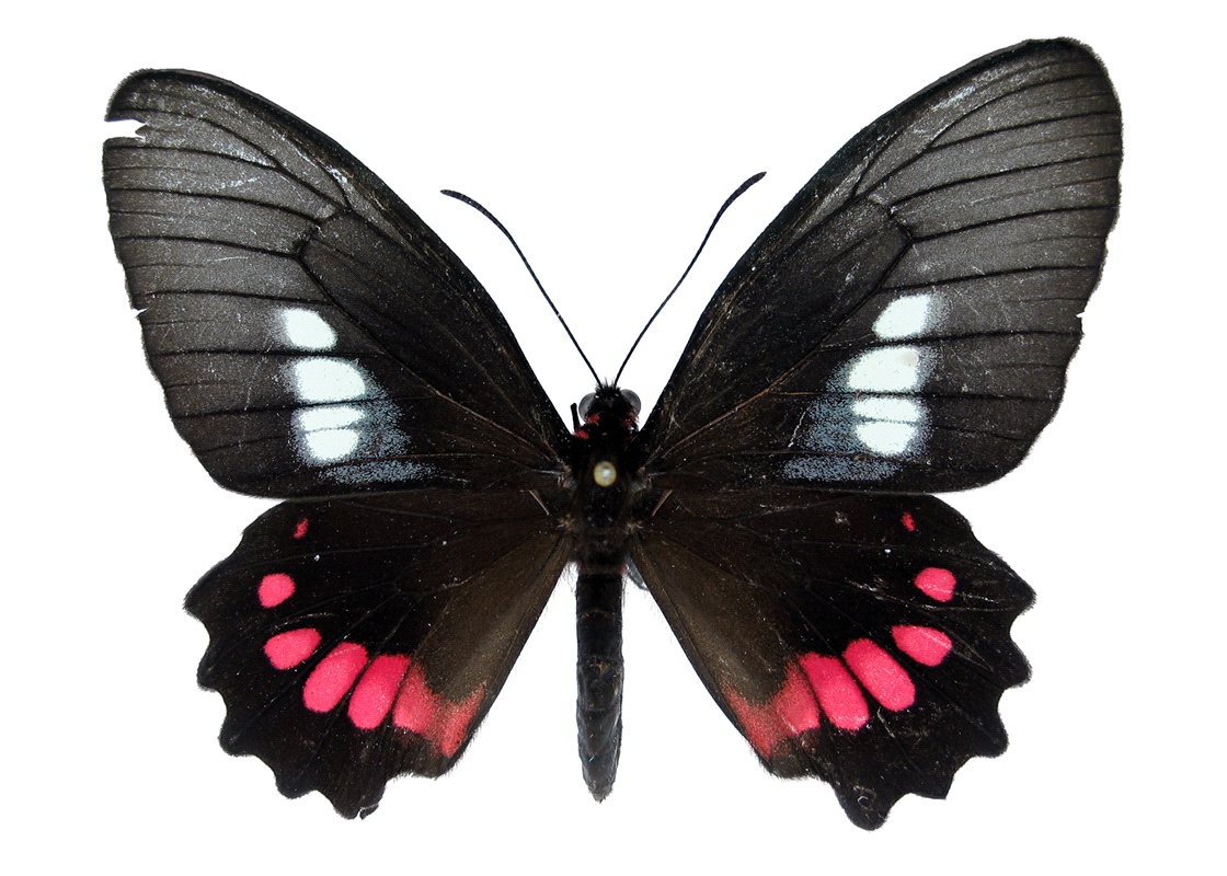 Parides phosphorus laurae (type specimens)