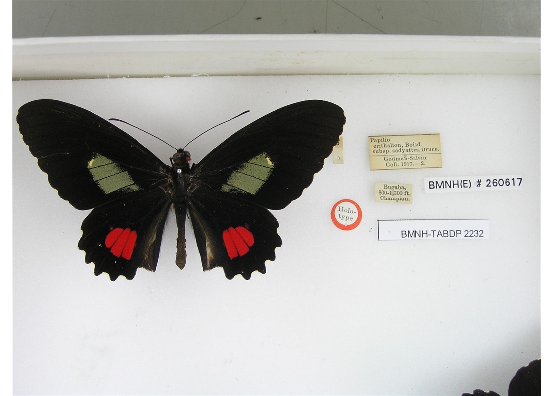 Parides erithalion smalli (type specimens, page 1)