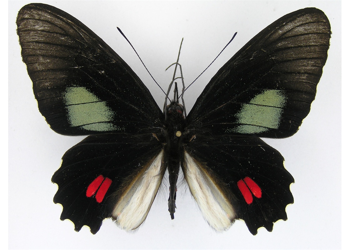 Parides anchises koenigi (type specimens)