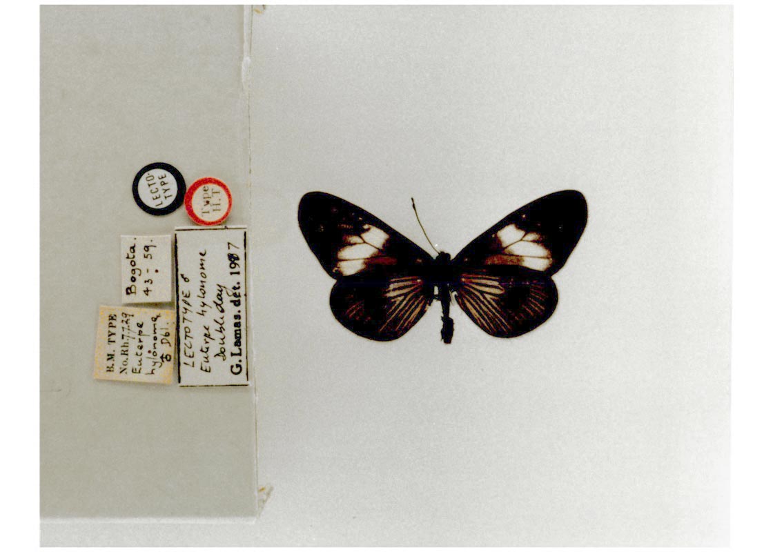 Actinote h. hylonome (type specimens)
