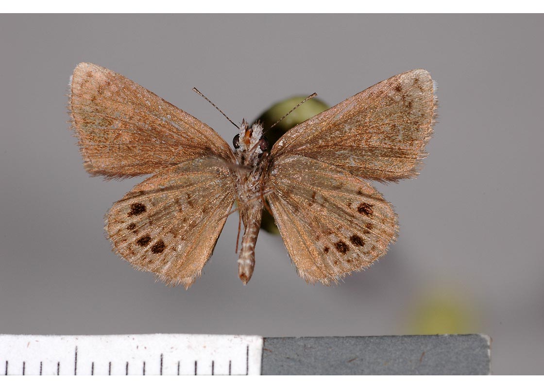 Artines acroleuca (pinned specimens)