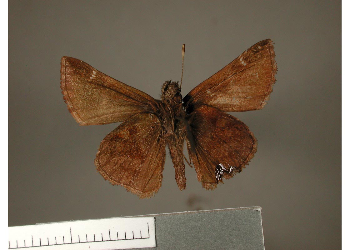 Cymaenes aequatoria (type specimens)