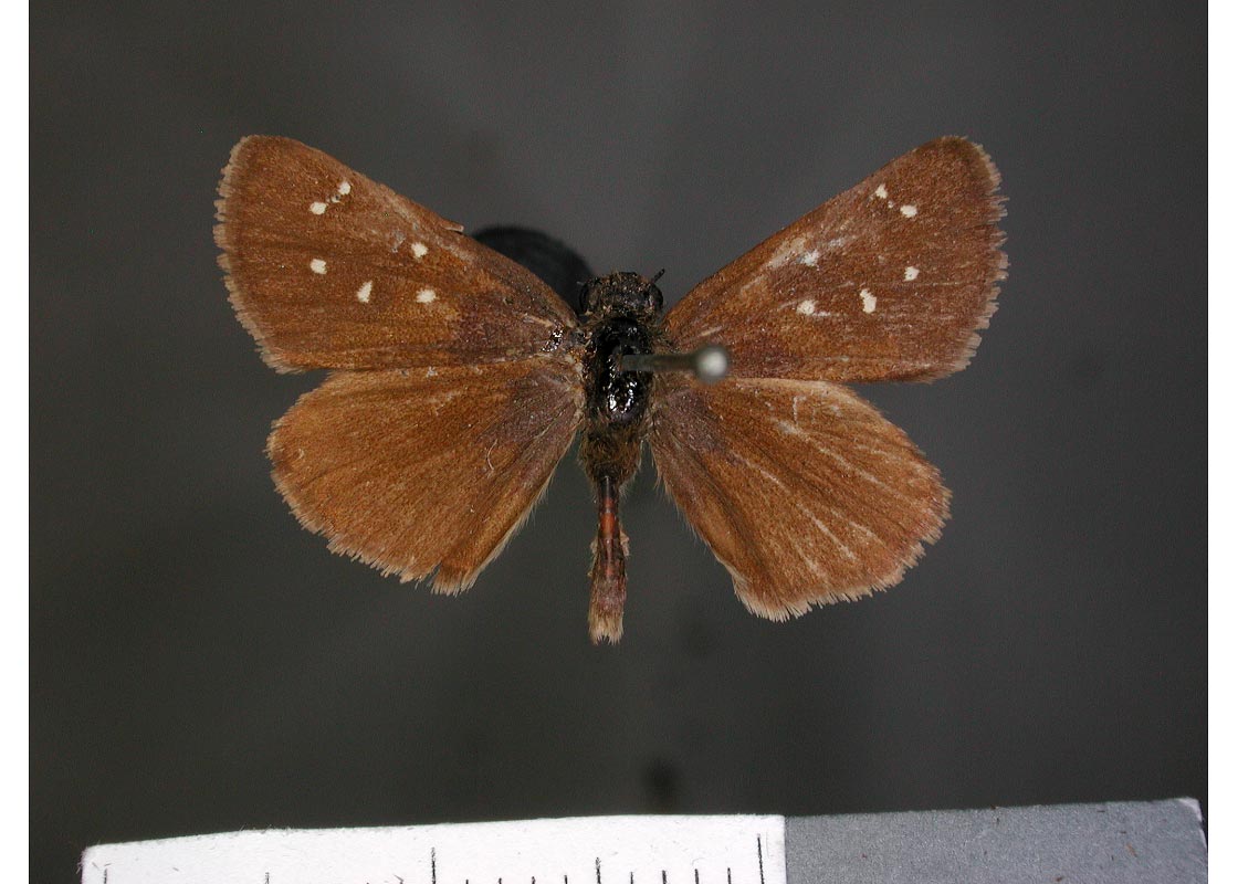 Piruna gyrans (type specimens)