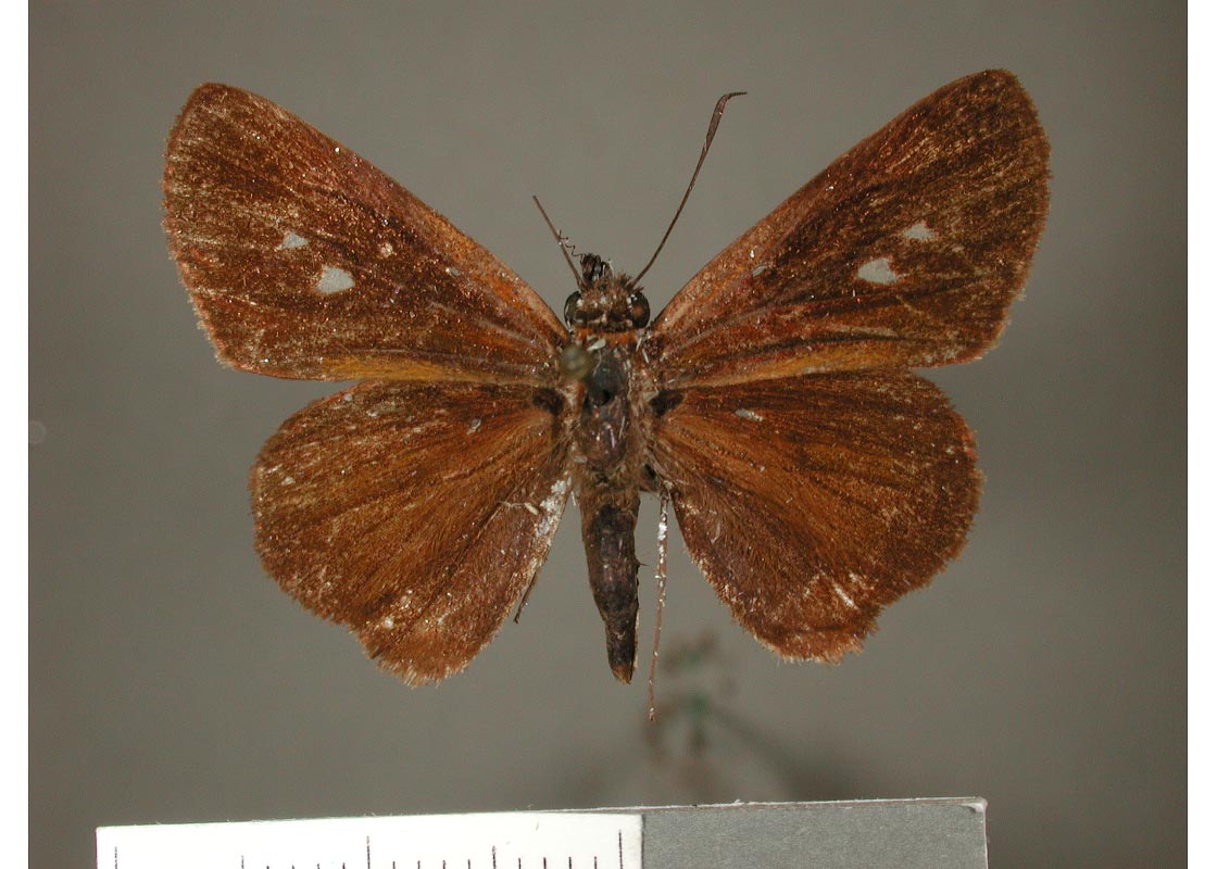 Corra coryna argentus (type specimens)