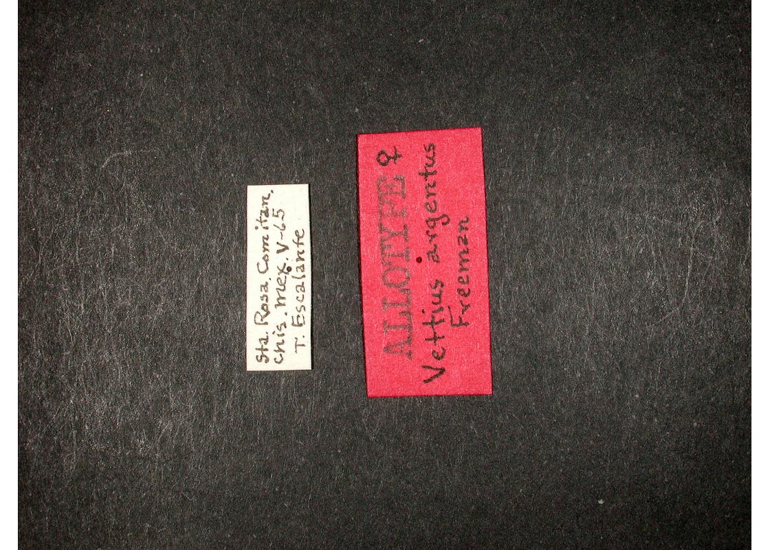 Corra conka argentus (type specimens)