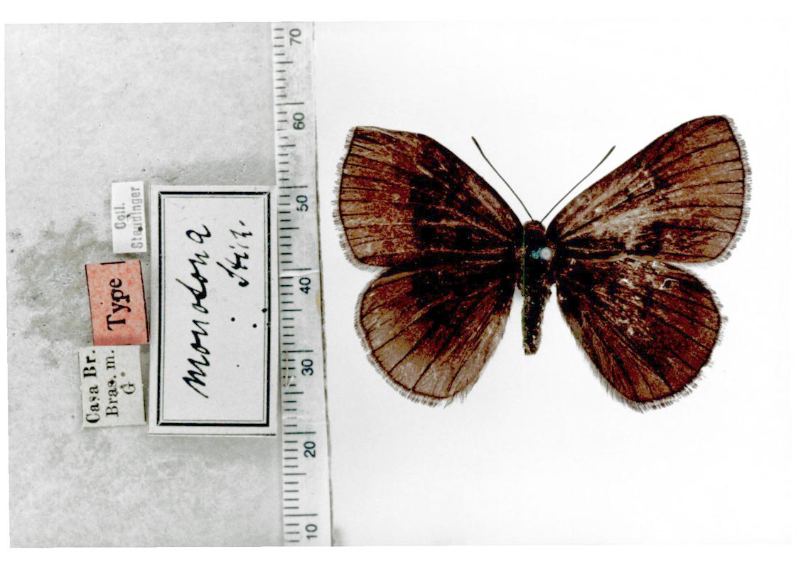 Aricoris monotona (type specimens)