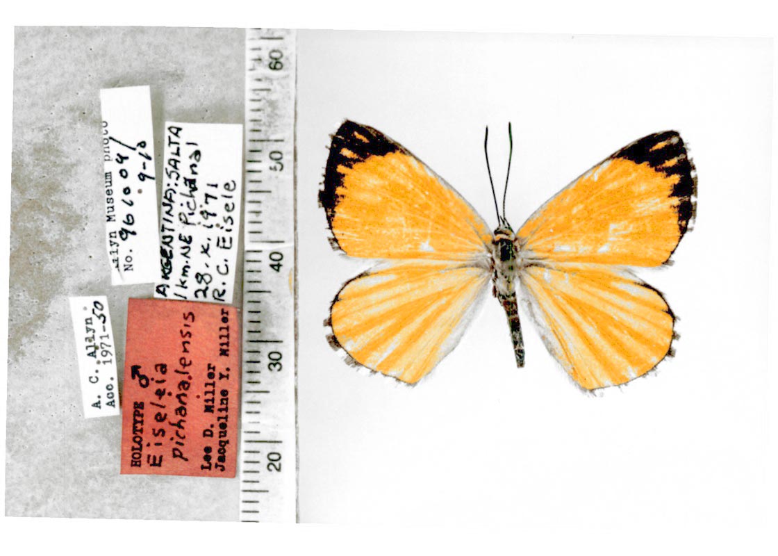 Aricoris terias (type specimens)