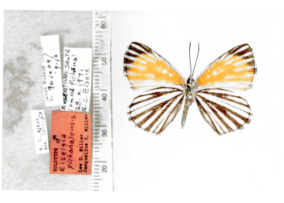 Aricoris terias (type specimens)