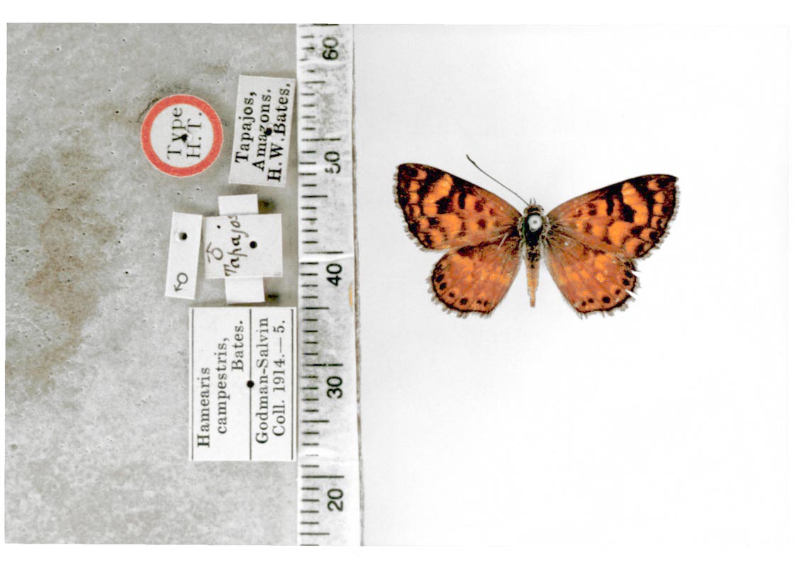 Aricoris campestris (type specimens)
