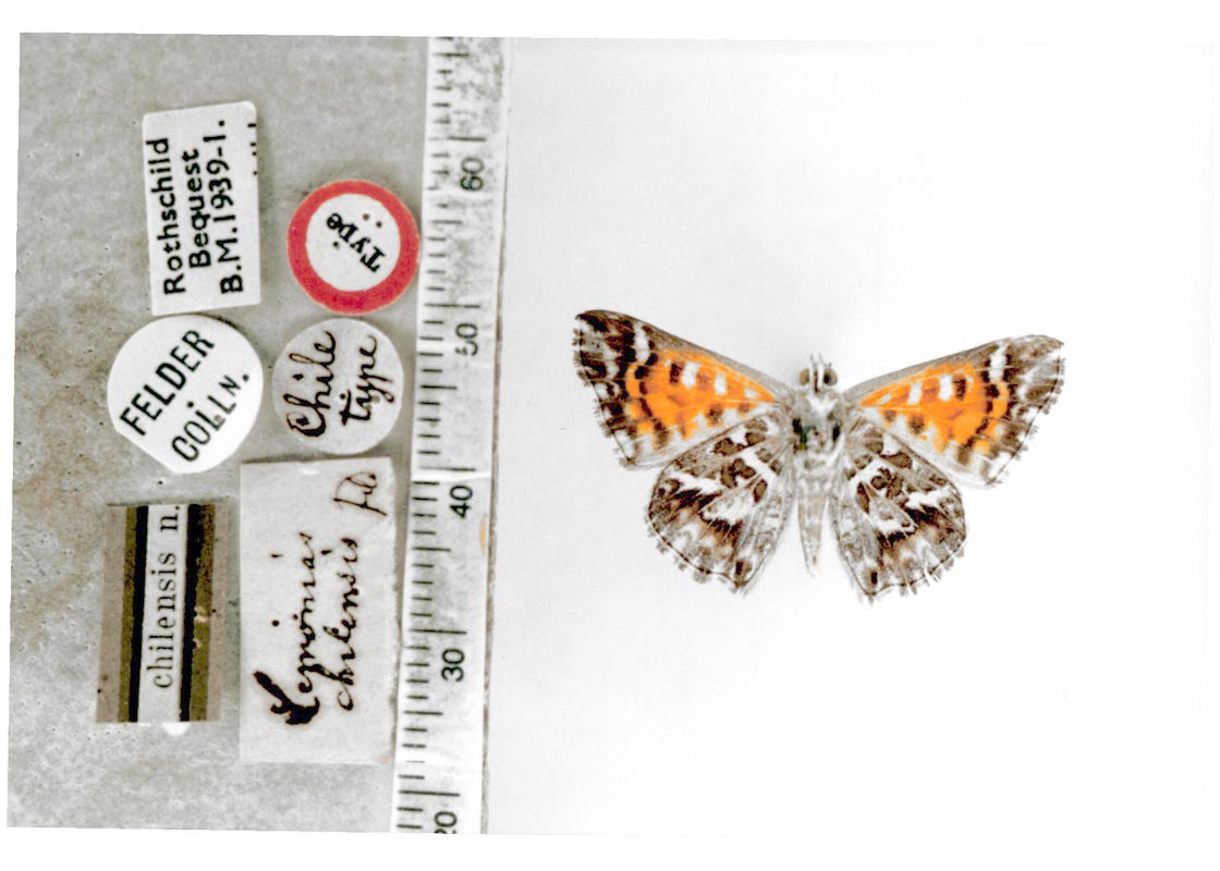 Aricoris chilensis (type specimens)