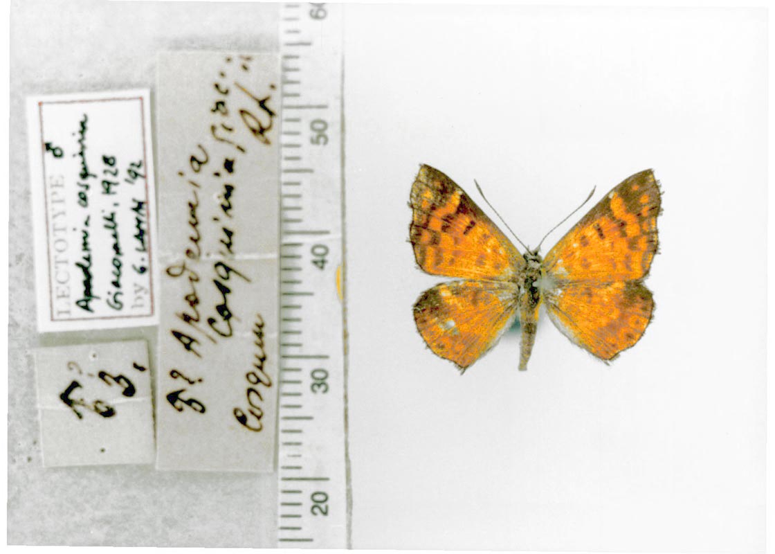 Aricoris chilensis (type specimens)