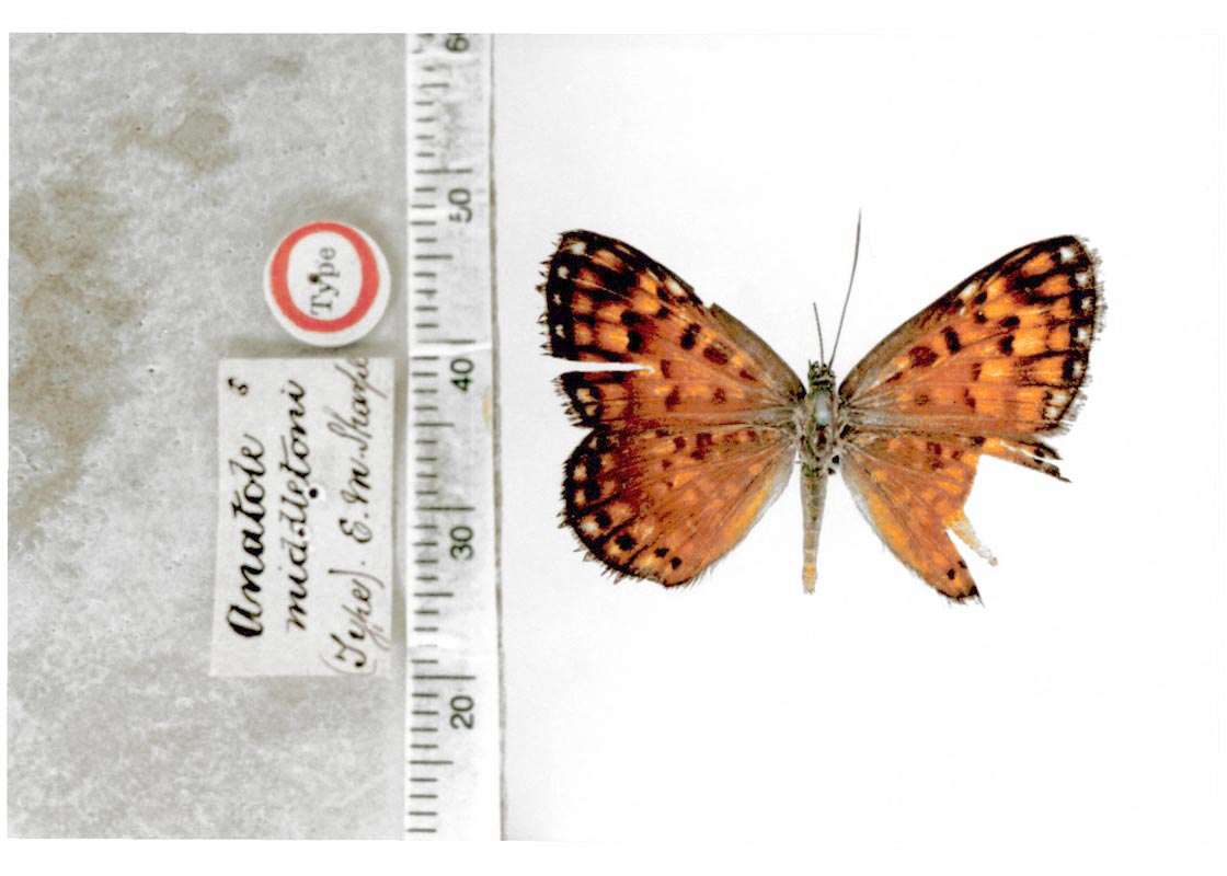 Aricoris middletoni (type specimens)