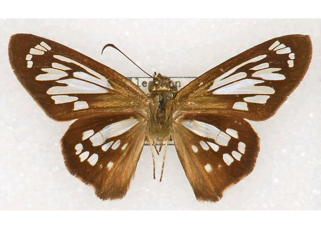 Phanus australis (pinned specimens)