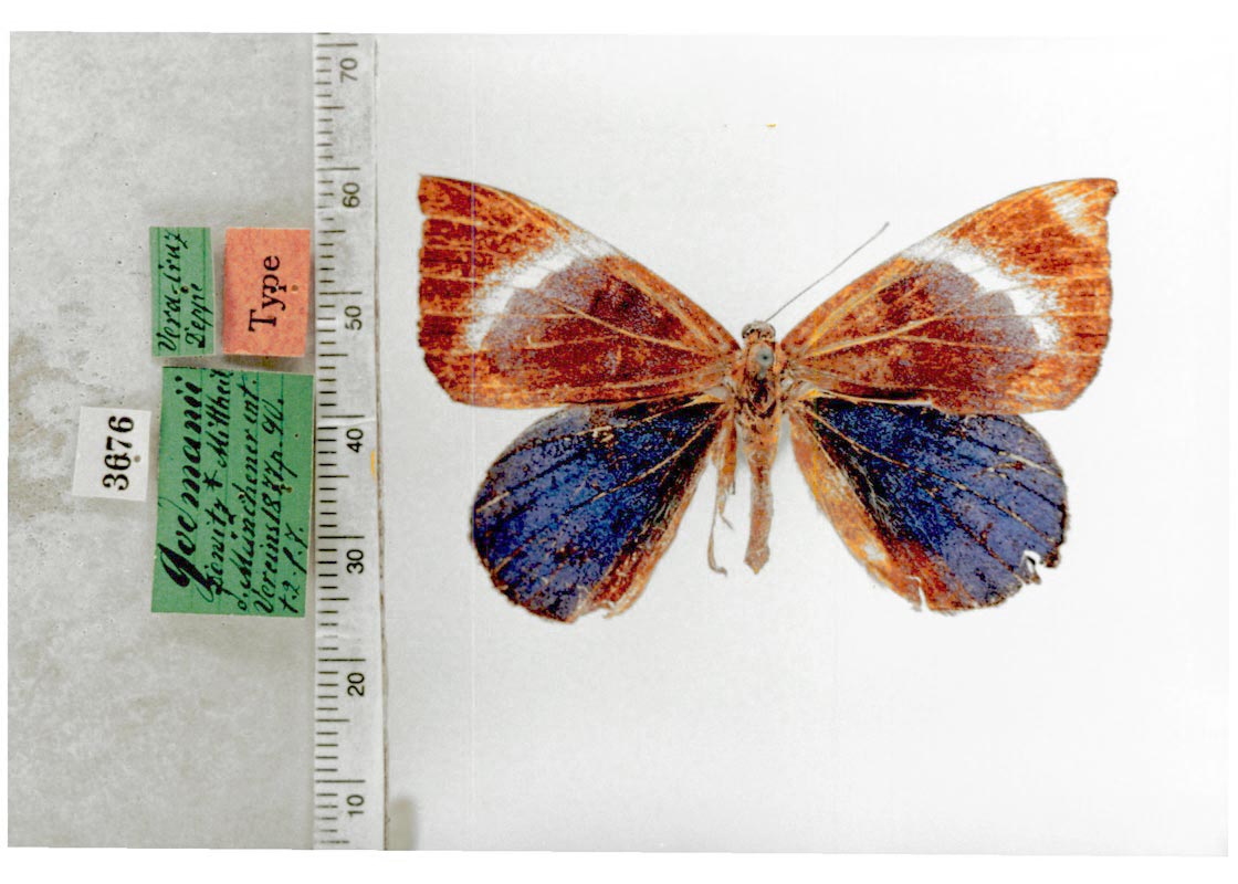 Behemothia godmanii (type specimens)