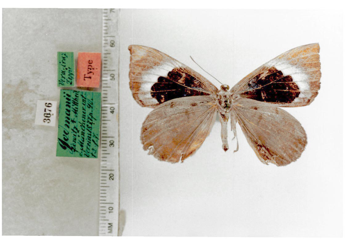 Behemothia godmanii (type specimens)