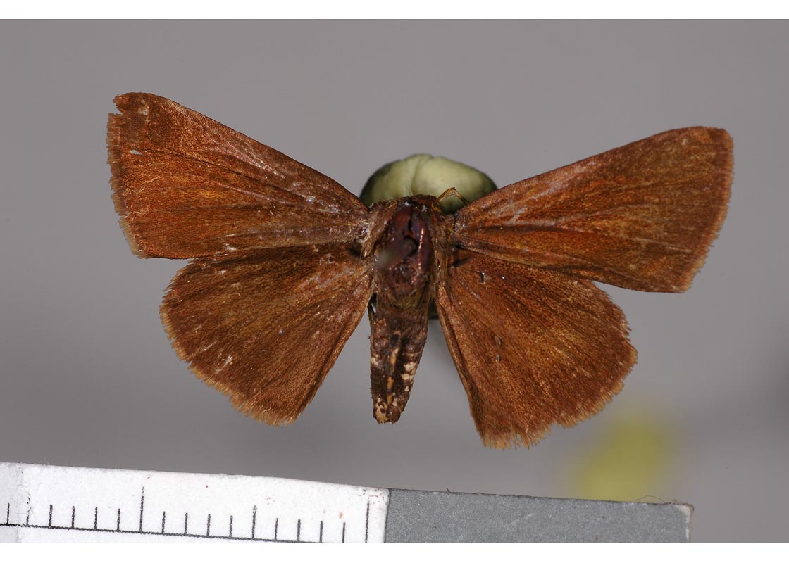 Mnaseas bicolor (pinned specimens)