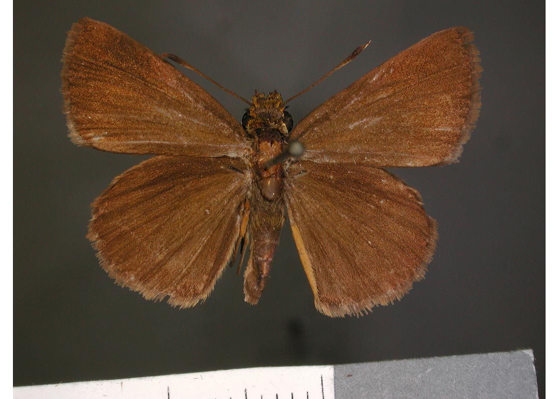 Mnaseas bicolor (type specimens)