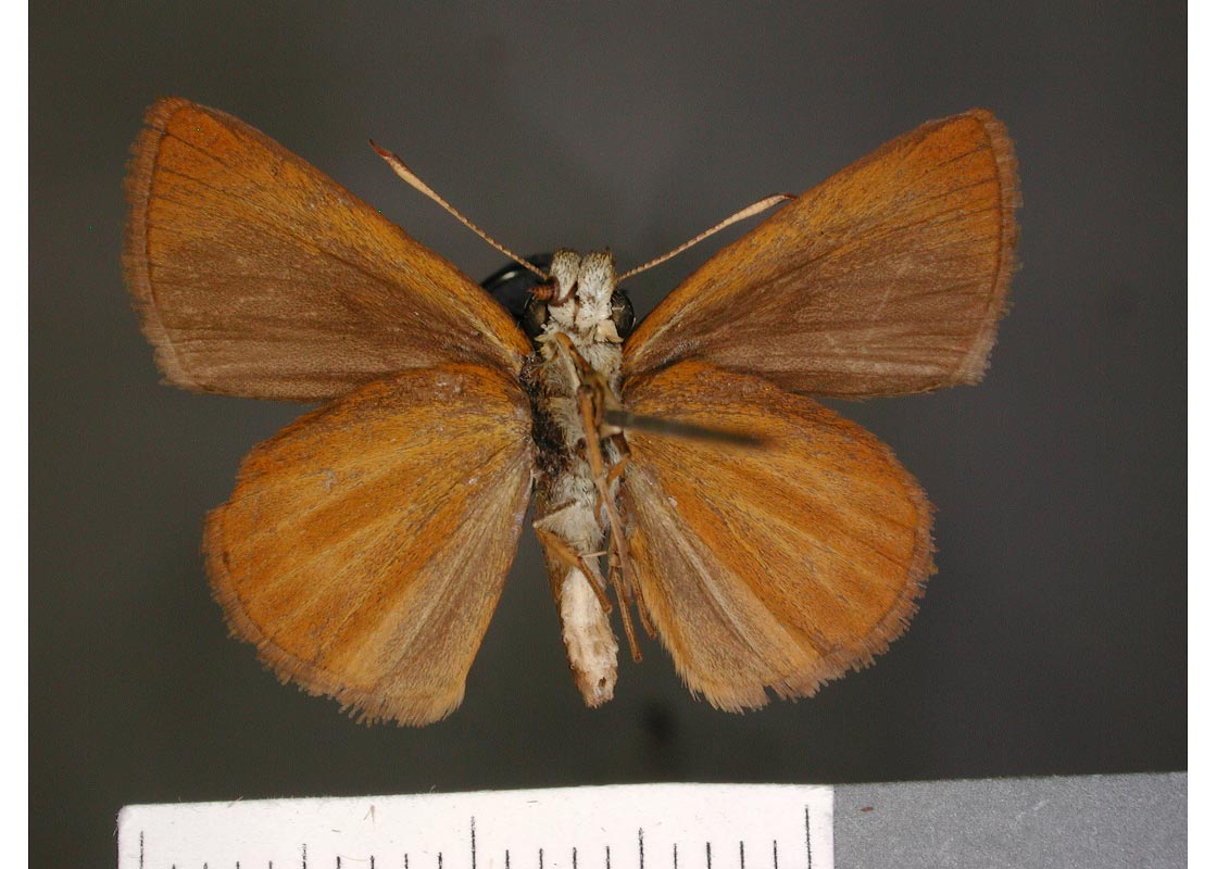Mnaseas bicolor (type specimens)